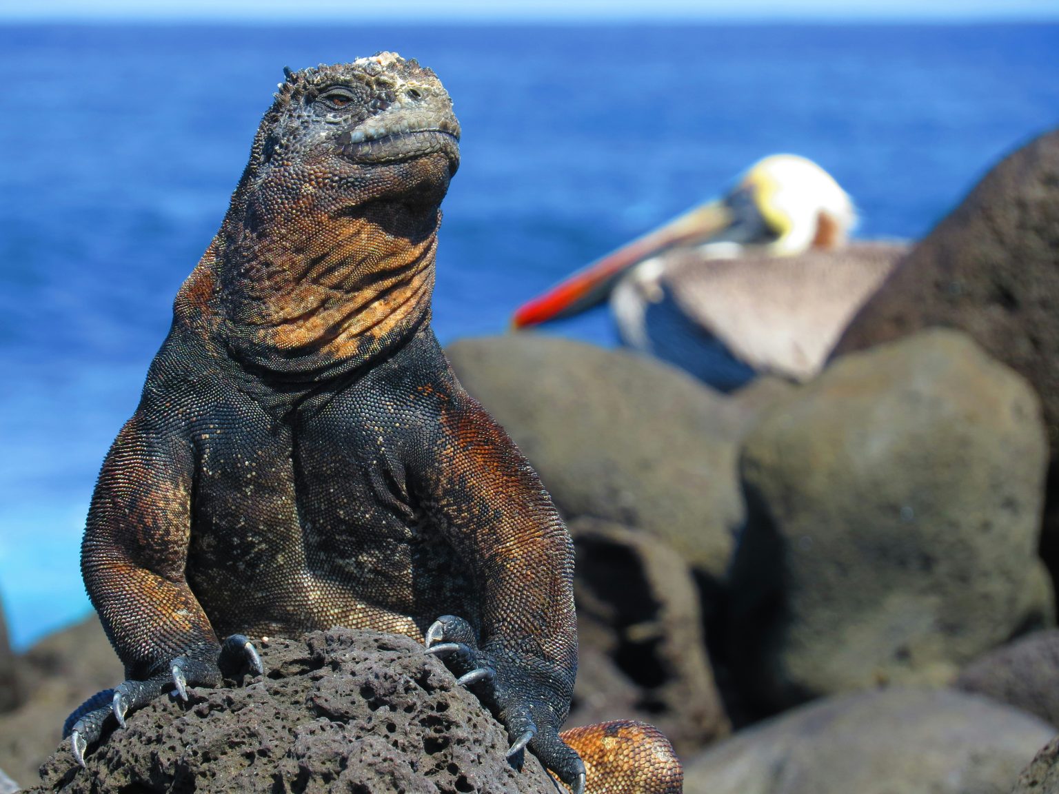 Best Diving Spots in the Galápagos Islands - Colourful Peru